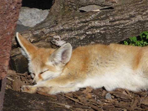 Foxy Nap By Theglasswombat On Deviantart