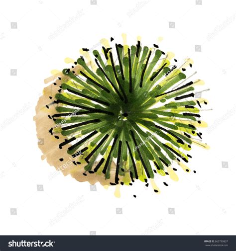 Tree Plan Symbol Landscape Design Drawing Stock Illustration 663730837 Shutterstock