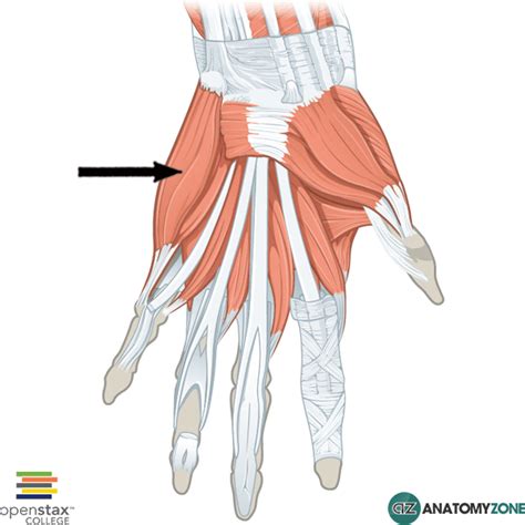 Abductor Digiti Minimi • Muscular Musculoskeletal • Anatomyzone