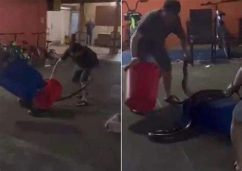 Men In Boon Lay Filmed Hitting And Hacking Python To Death With Cleaver