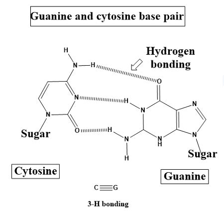Complementary Base Pairing