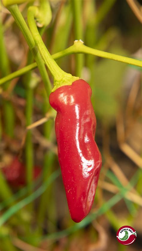 Wae Mae Wo Fatalii Seeds