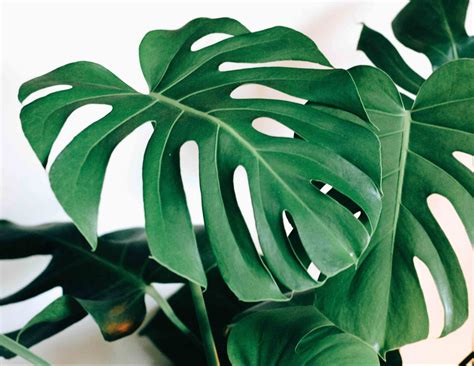Curiosidades Sobre As Plantas