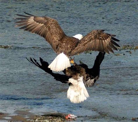 Adult Relational Aggression Hubpages