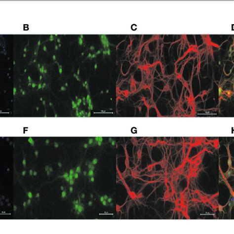 Identification Of Primary Neurons Dapi Staining Labeled All Nuclei