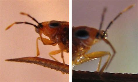 Id For Another Black And Red Geocorid In Ca Isthmocoris Imperialis