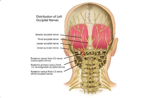 Greater Occipital Nerve Wikism Sports Medicine Wiki