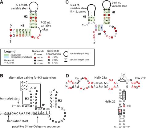 [pdf] Bacterial Rna Motif In The 5′ Utr Of Rpsf Interacts With An S6