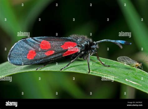 New Forest Burnet Zygaena Viciae Moth On A Blade Of Grass With An