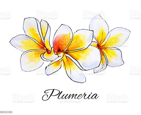 아름다운 나무 흰색 깃털 꽃입니다 Frangipani 수채화 그림입니다 0명에 대한 스톡 벡터 아트 및 기타 이미지 0명
