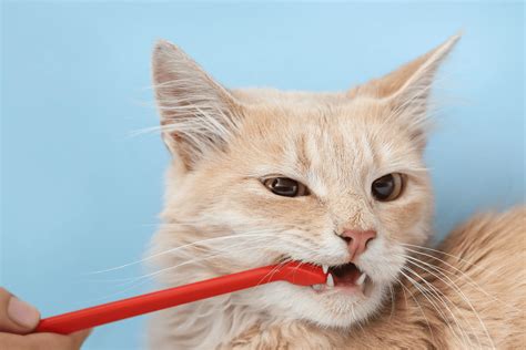 Cat Teeth Cleaning How To Clean Your Cats Teeth Effectively