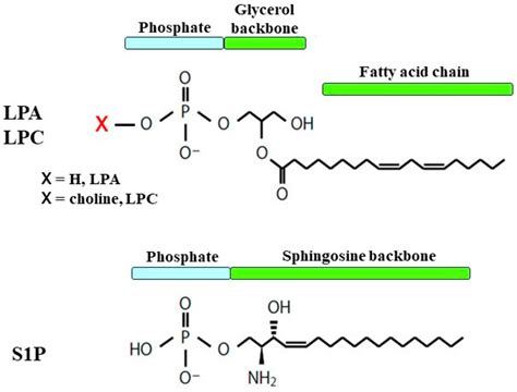 The Representative Structures Of Lysophospholipids Lpa Download
