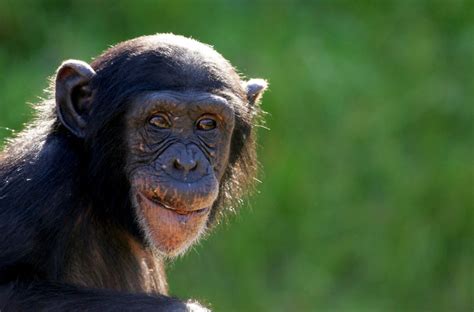Heartwarming Video Shows Chimp Caged Entire Life Sees The Sky Grass