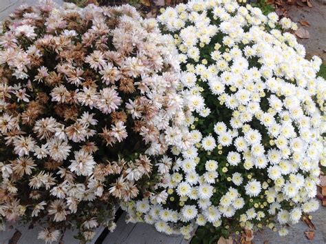 The Meditative Gardener Aging Mums