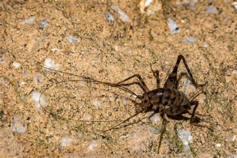 Spider Cricket Hybrid