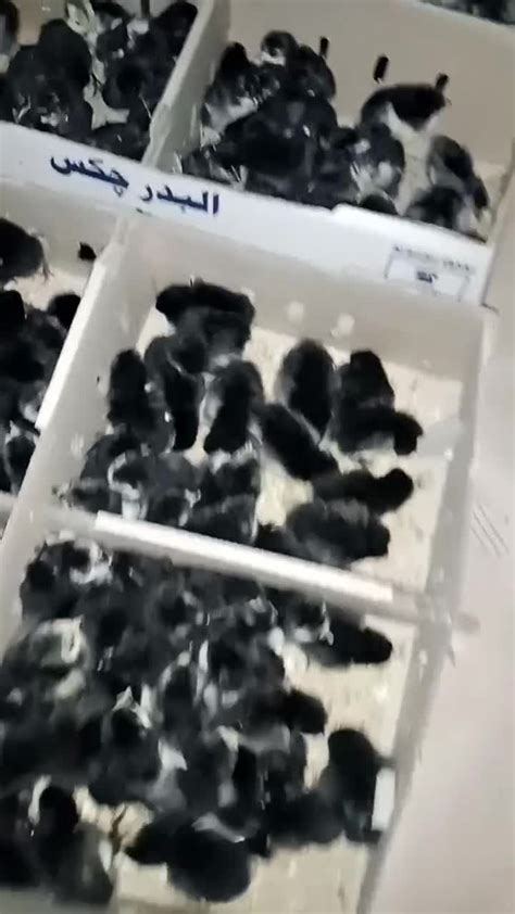 Austrlop And Rir Chicks Available In Different Ages All Vaccination