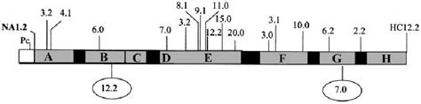 Schematic Representation Of Known Intron Insertion Positions Of Download Scientific Diagram