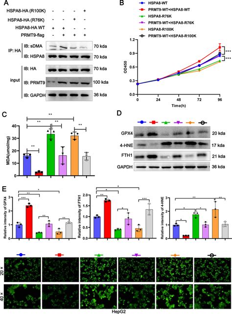 PRMT9 Inhibits Ferroptosis Through Arginine Methylation Of HSPA8 At R76