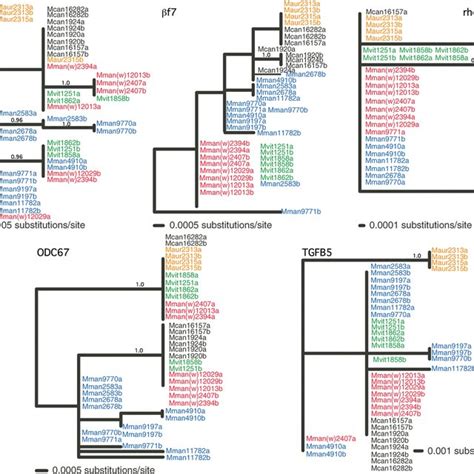 maximum likelihood trees inferred for each gene trees are midpoint