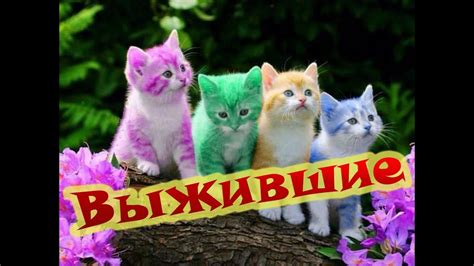 Факты о кошках Факты о котах Youtube
