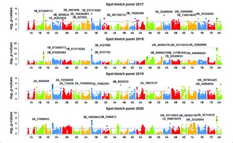 manhattan plots showing the marker log 10 p values and chromosomal