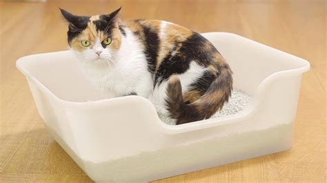 猫トイレの「気に入らないサイン」に要注意！理想のトイレ環境のポイント Lideaリディア By Lion