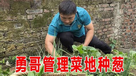 勇哥管理菜地小葱大葱种满地，朴实无华的农家小院，鸡鸭成群太舒适！【乡野勇哥】 Youtube