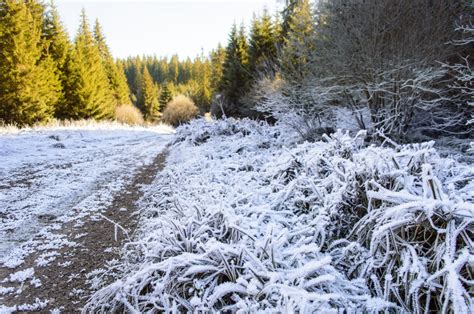 Free Images Landscape Tree Nature Forest Path Pathway