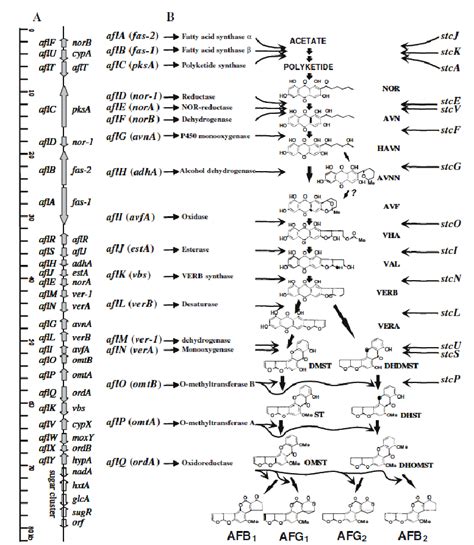 The Gene Cluster Responsible For Aflatoxins Biosynthesis In A Flavus