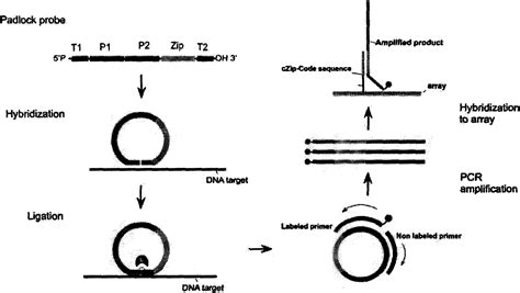 Padlock Probe For Detecting Erwinia Amylovora And Asian Erwinia Amylovora And Multiple Detection