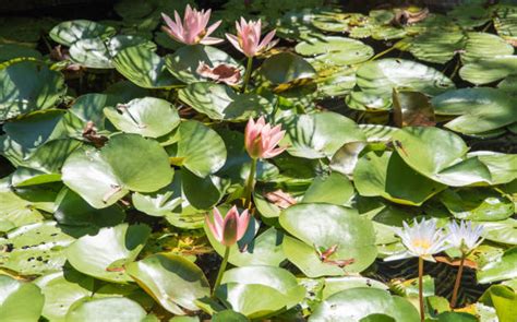 100+ Darwin Water Lily Stock Photos, Pictures & Royalty-Free Images ...