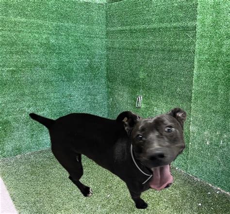 Lala Located In Lancaster Ca Was Saved