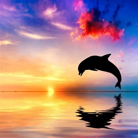 Dolphins Jumping In The Sunset Hd
