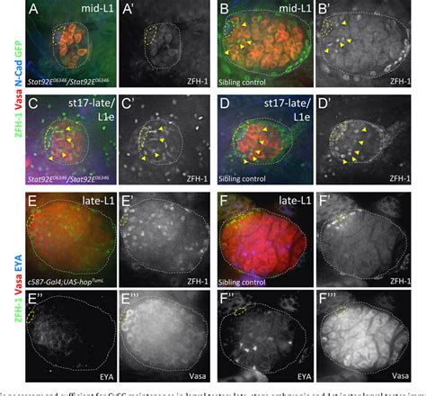 Figure 4 From Jak Stat Regulation Of Cyst Stem Cell Development In The