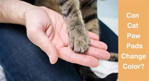 What Color Are Cat S Paw Pads At Marilyn Millender Blog