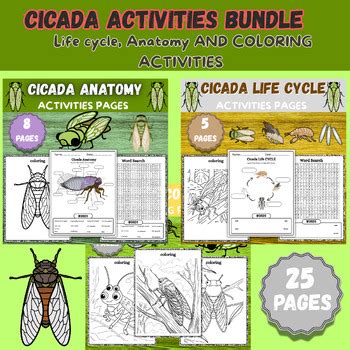 Cicada Activities Bundlelife Cycleanatomylabelingcoloring Worksheets