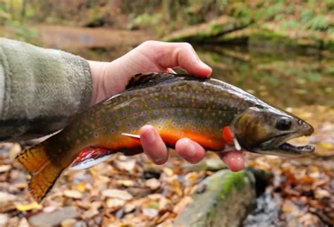 Fly Fishing A Tiny Mountain Stream In Silence Midcurrent