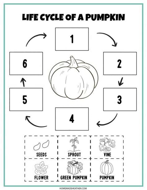 Free Printable Pumpkin Worksheet Printable Word Searches