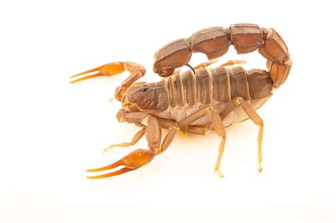 Oman Brown Fat Tailed Scorpion Androctonus Cf Crassicauda Joel Sartore
