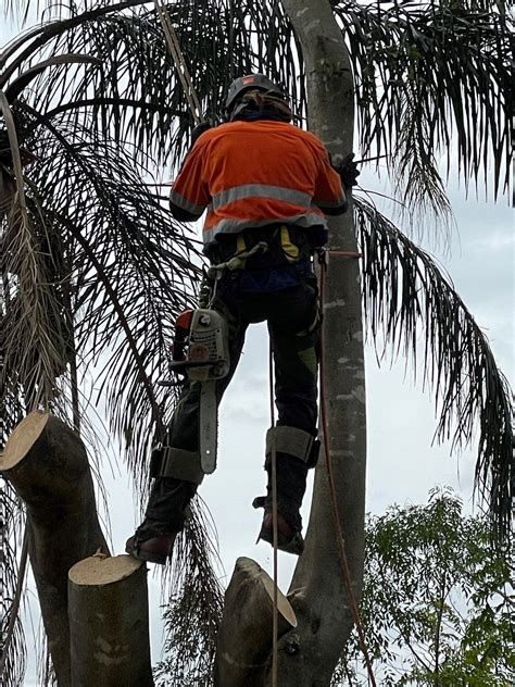 Top Choice For Tree Removal Sunshine Coast Services 🌳