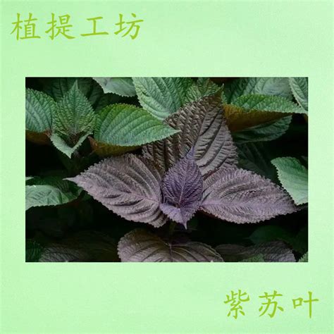 紫苏叶提取物苏叶浓缩粉另售桑叶黄芩白术满79包邮 100袋装虎窝淘