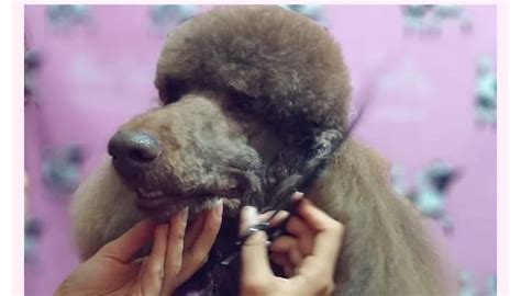 Cassie Alexa Sieyan Solis Cassie Alexa Sieyan Solis