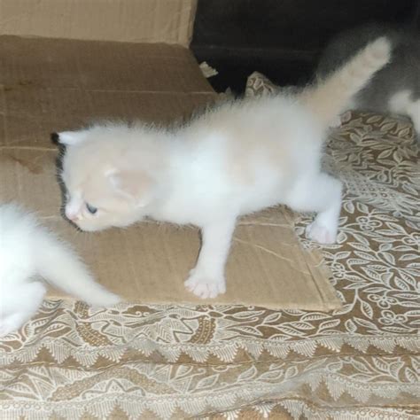 Smoll Cat Exploring The Area Rillegallysmolcats