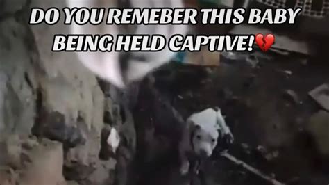 Do You Remember This Little Pup Being Help Captive 💔 Youtube