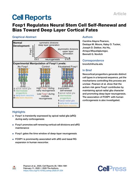 Pdf Foxp1 Regulates Neural Stem Cell Self Renewal And Bias Toward