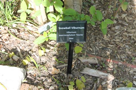 Susie Harwood Garden Viburnum Macrocephallum 1