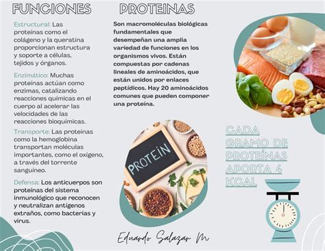 Funciones De Las Proteinas Nutrition