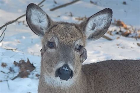 Deer Warts The Causes Of Deer Fibroma On Whitetails