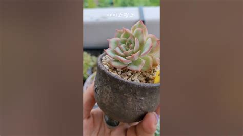 24810 일 여름 막바지 예쁜모습 릴리시나 화이트소울 아이스핑키 Youtube