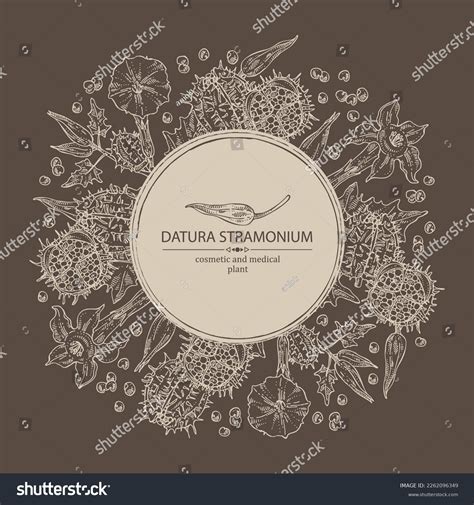 Background Datura Stramonium Leaves Datura Stramonium Stock Vector